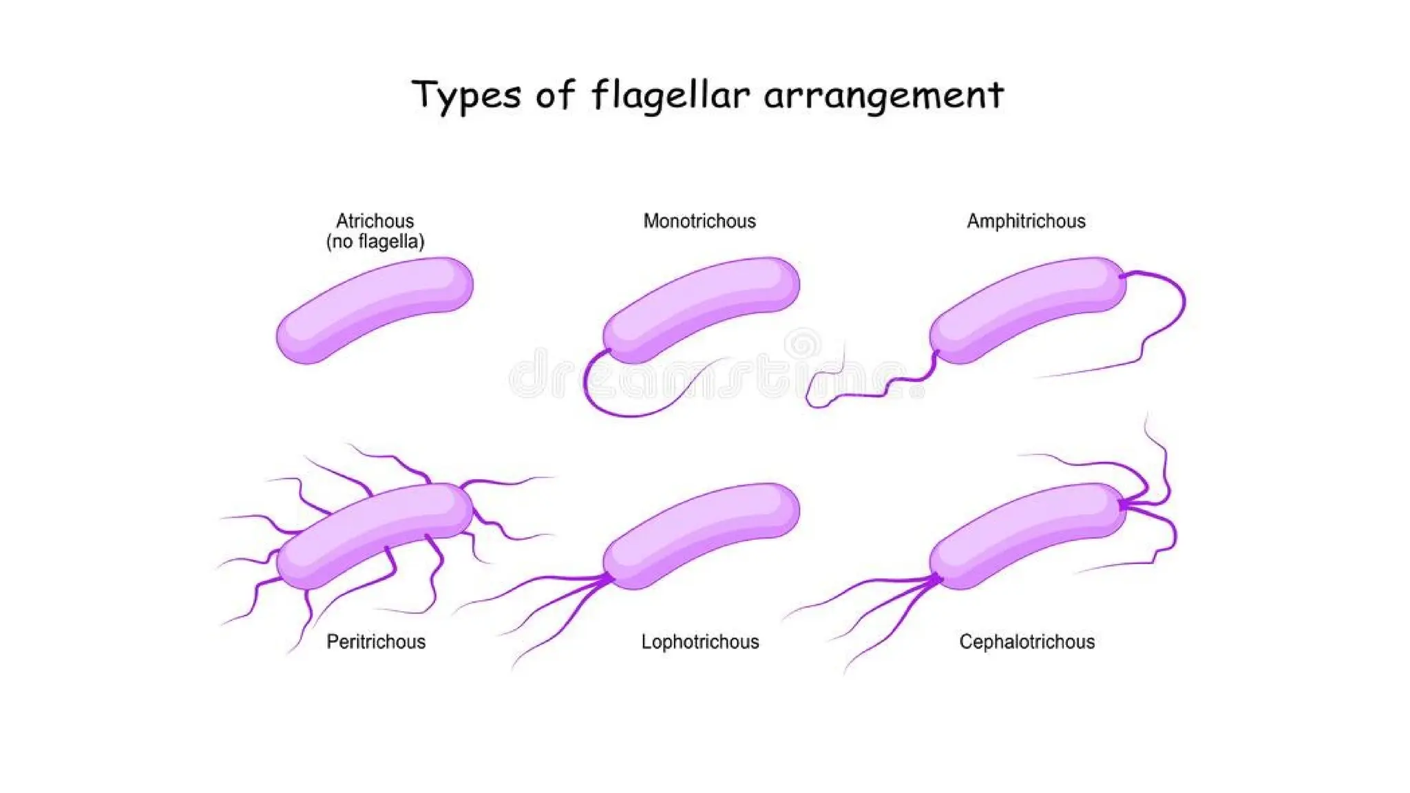 cell biology flagella motility ppt by Neha | PPTX
