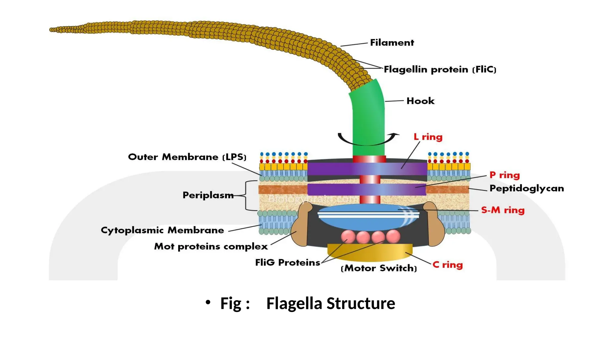 cell biology flagella motility ppt by Neha | PPTX