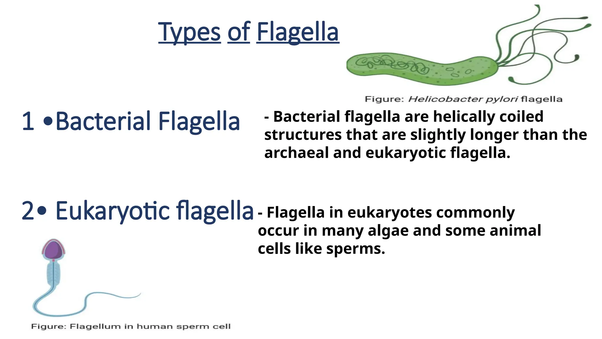 cell biology flagella motility ppt by Neha | PPTX