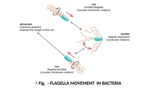 cell biology flagella motility ppt by Neha | PPTX