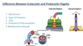 cell biology flagella motility ppt by Neha | PPTX