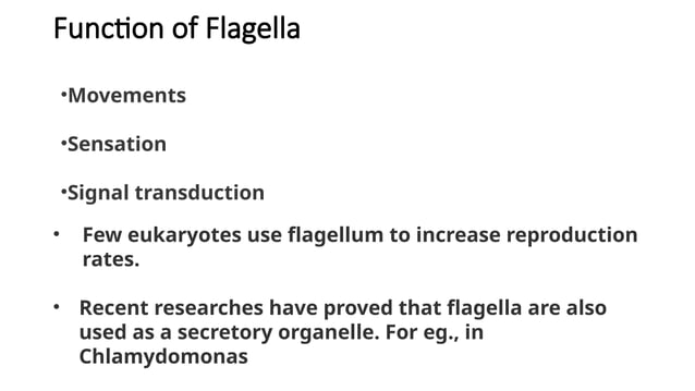 cell biology flagella motility ppt by Neha | PPT