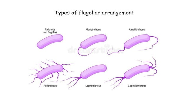 cell biology flagella motility ppt by Neha | PPT