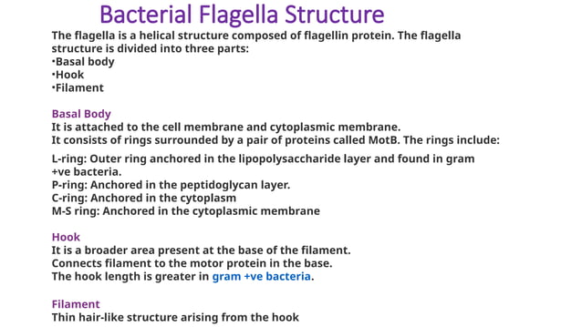 cell biology flagella motility ppt by Neha | PPT