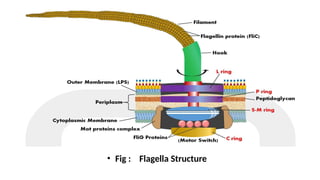 cell biology flagella motility ppt by Neha | PPTX