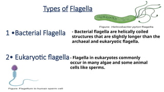 cell biology flagella motility ppt by Neha | PPTX