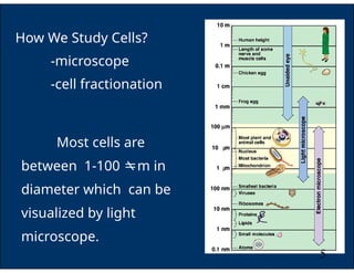THEORY cell_biology__notes_print_1[1].pptx