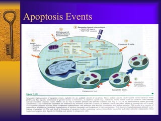 Cell Biology of the Musculoskeletal System.ppt