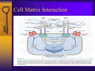 Cell Biology of the Musculoskeletal System.ppt