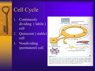 Cell Biology of the Musculoskeletal System.ppt