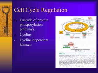 Cell Biology of the Musculoskeletal System.ppt