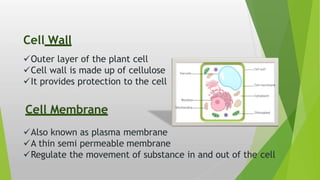 ASSIGNMENT - Cell biology | PPTX