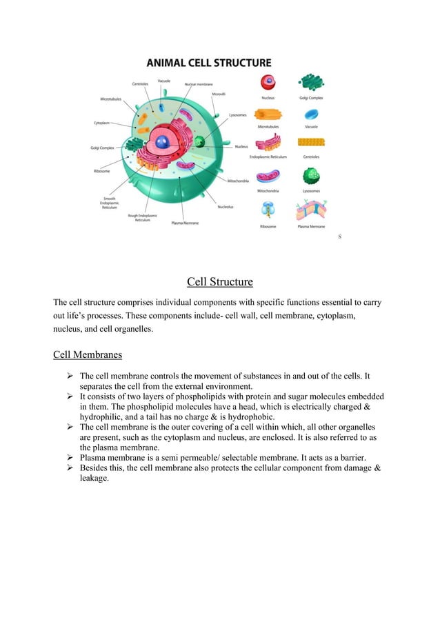 cell biology pdf notes. cell details structure & its fuction | PDF ...