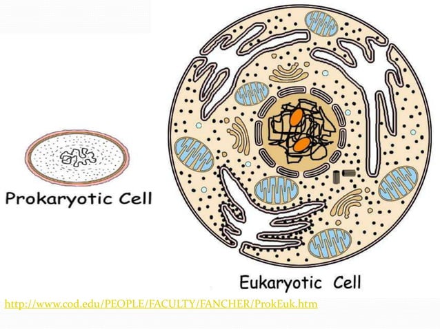 Cell Biologyppt | PPT