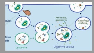 Cell biology ppt-2.pptx99999999987788888 | PPTX