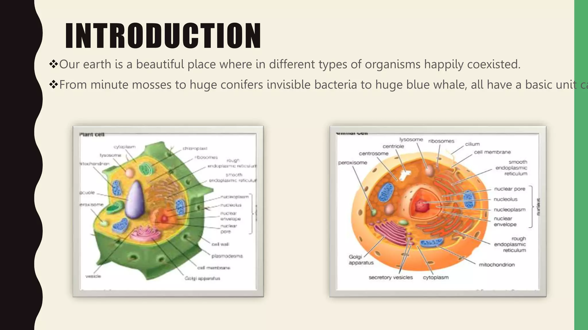 cell biology ppt.pptx