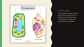 cell biology ppt.pptx