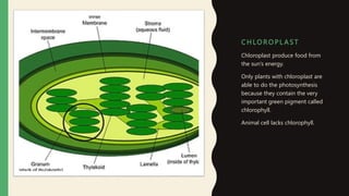 cell biology ppt.pptx