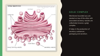 cell biology ppt.pptx