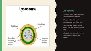 cell biology ppt.pptx