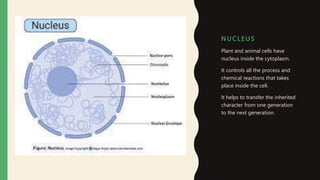 cell biology ppt.pptx