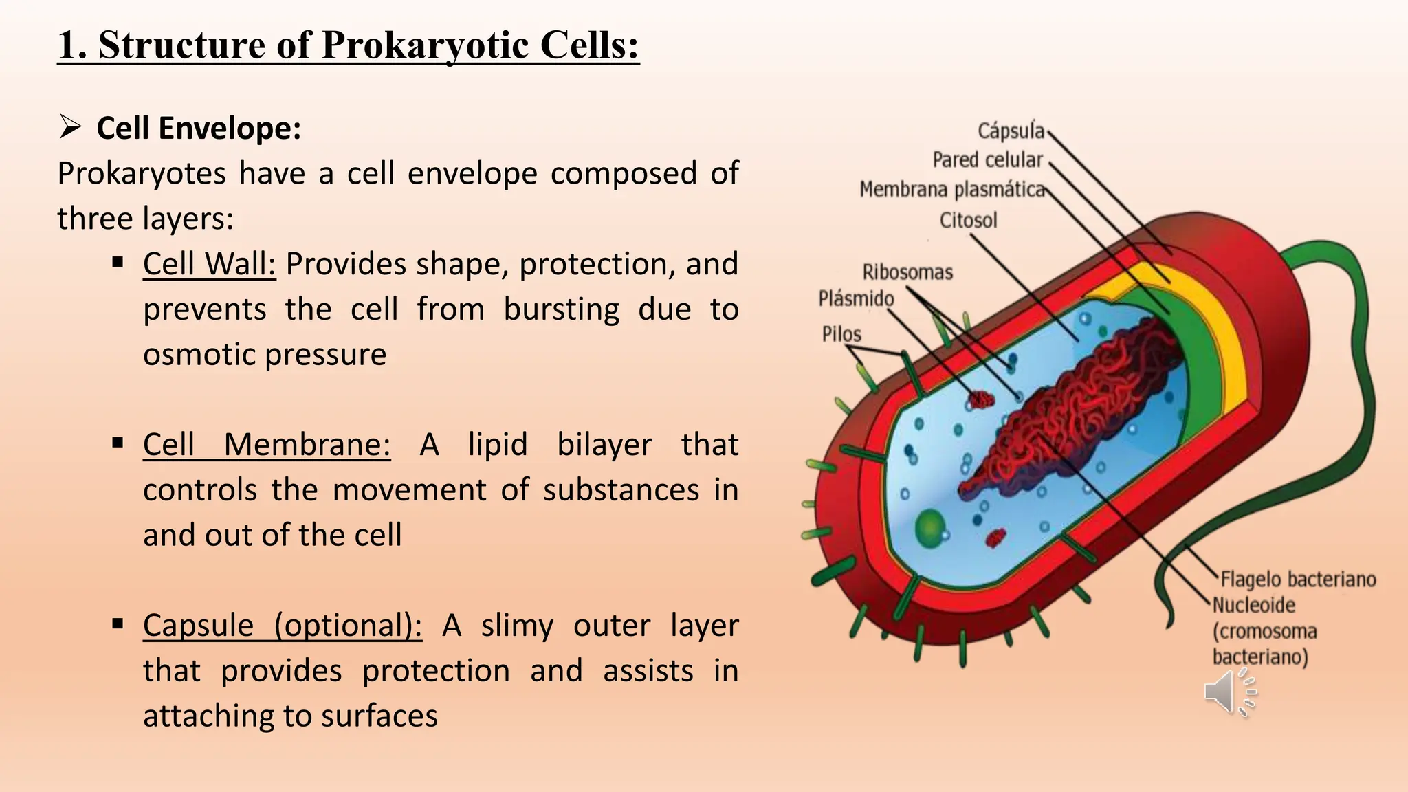Ultrastructure of prokaryotic and eukaryotic cells | PPTX