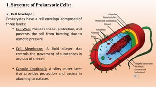 Ultrastructure of prokaryotic and eukaryotic cells | PPTX