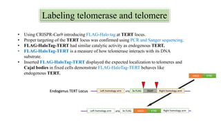 Telomerase recruitment of telomere | PPT