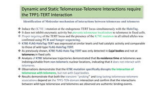 Telomerase recruitment of telomere | PPT