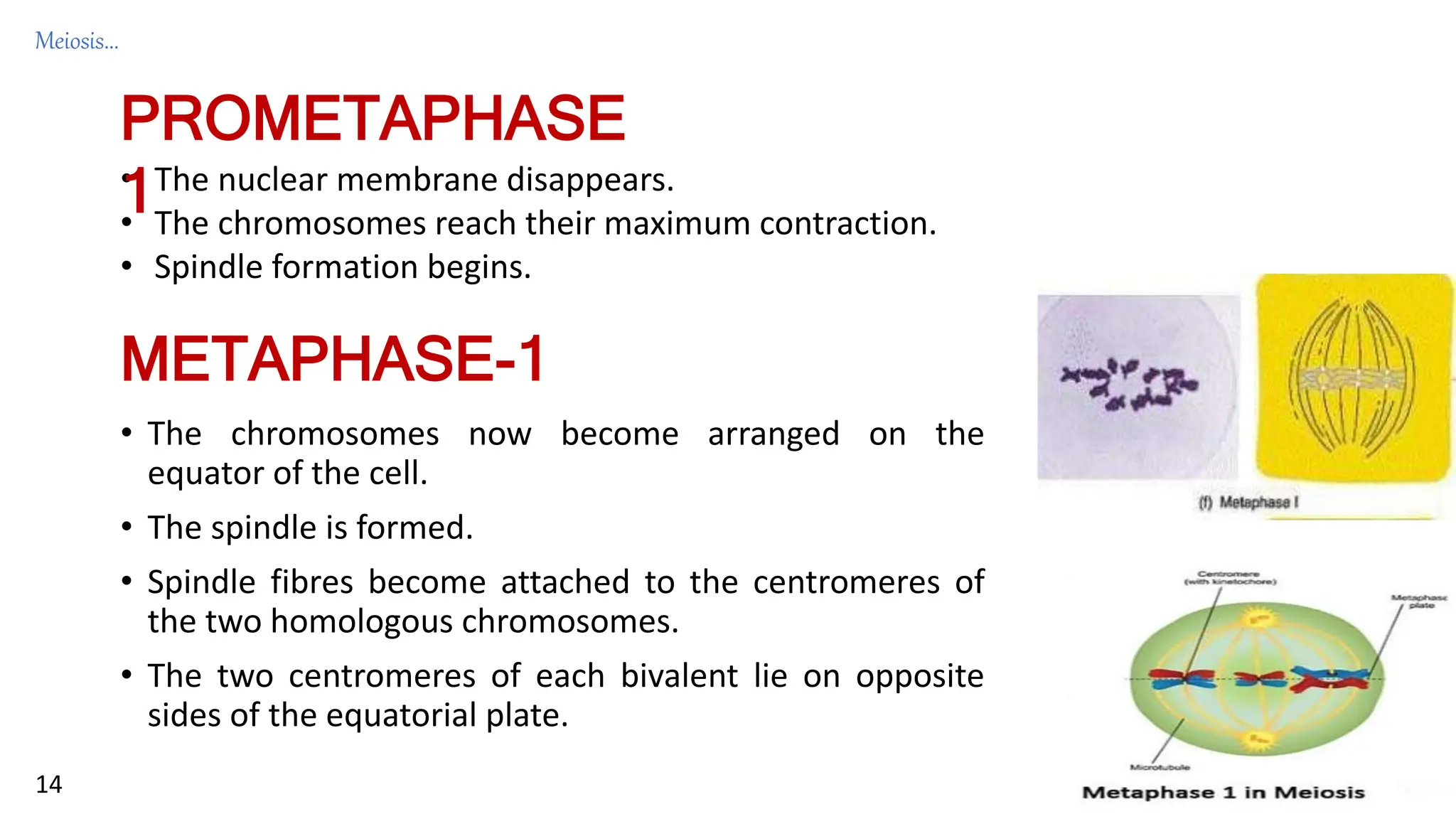 Meiosis : introduction and phases of meiosis. | PPT