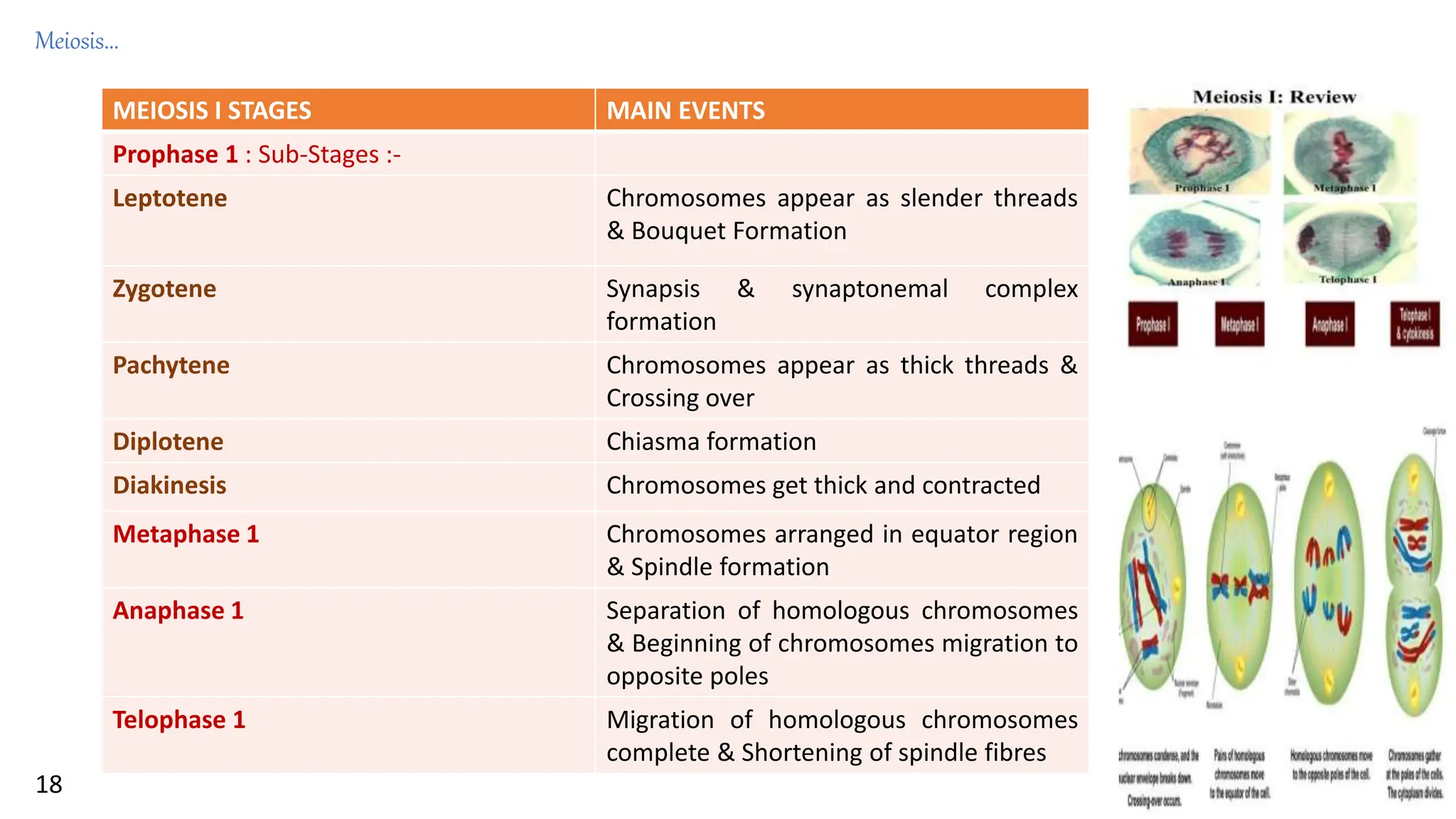 Meiosis : introduction and phases of meiosis. | PPT