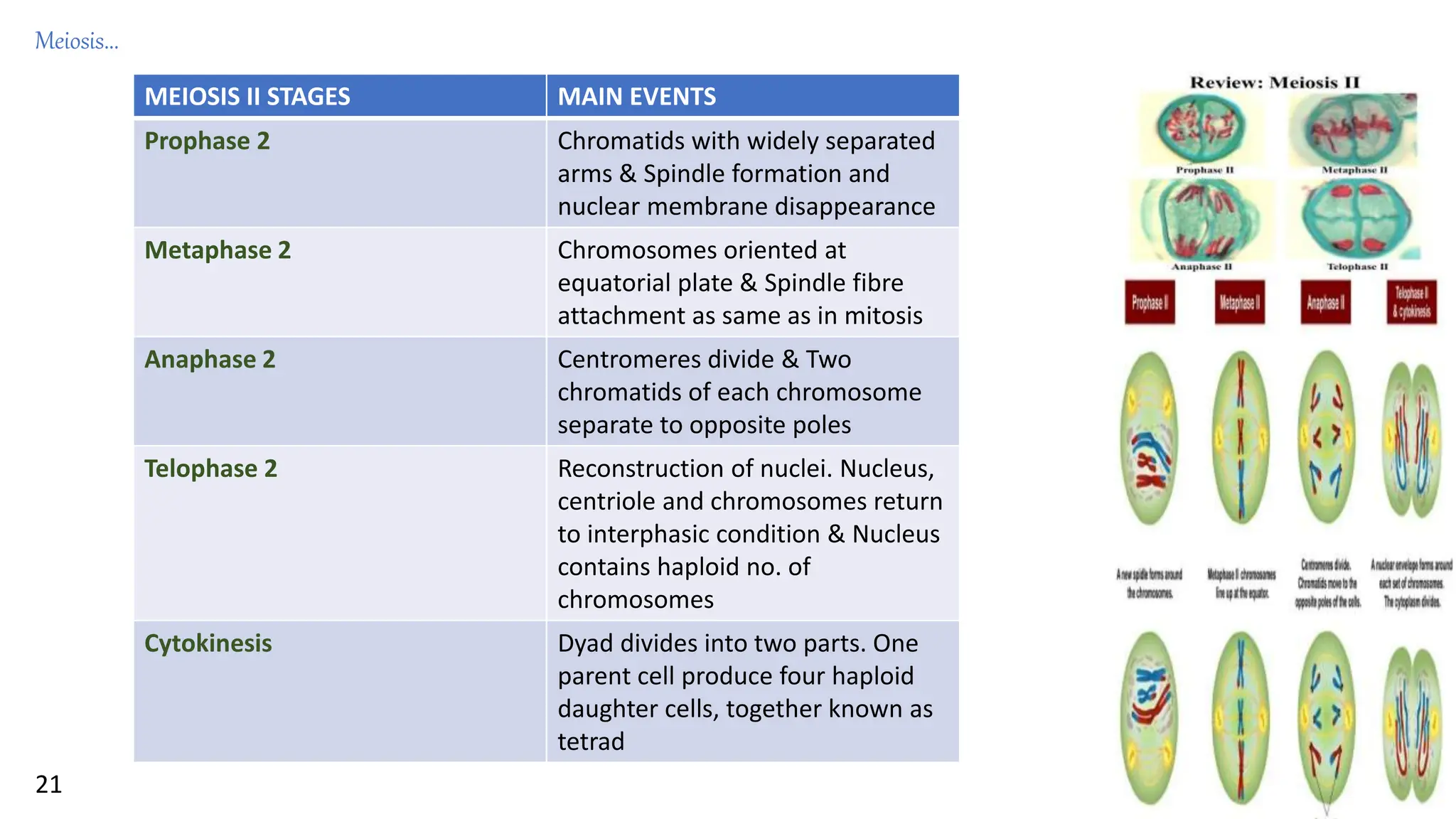 Meiosis : introduction and phases of meiosis. | PPT