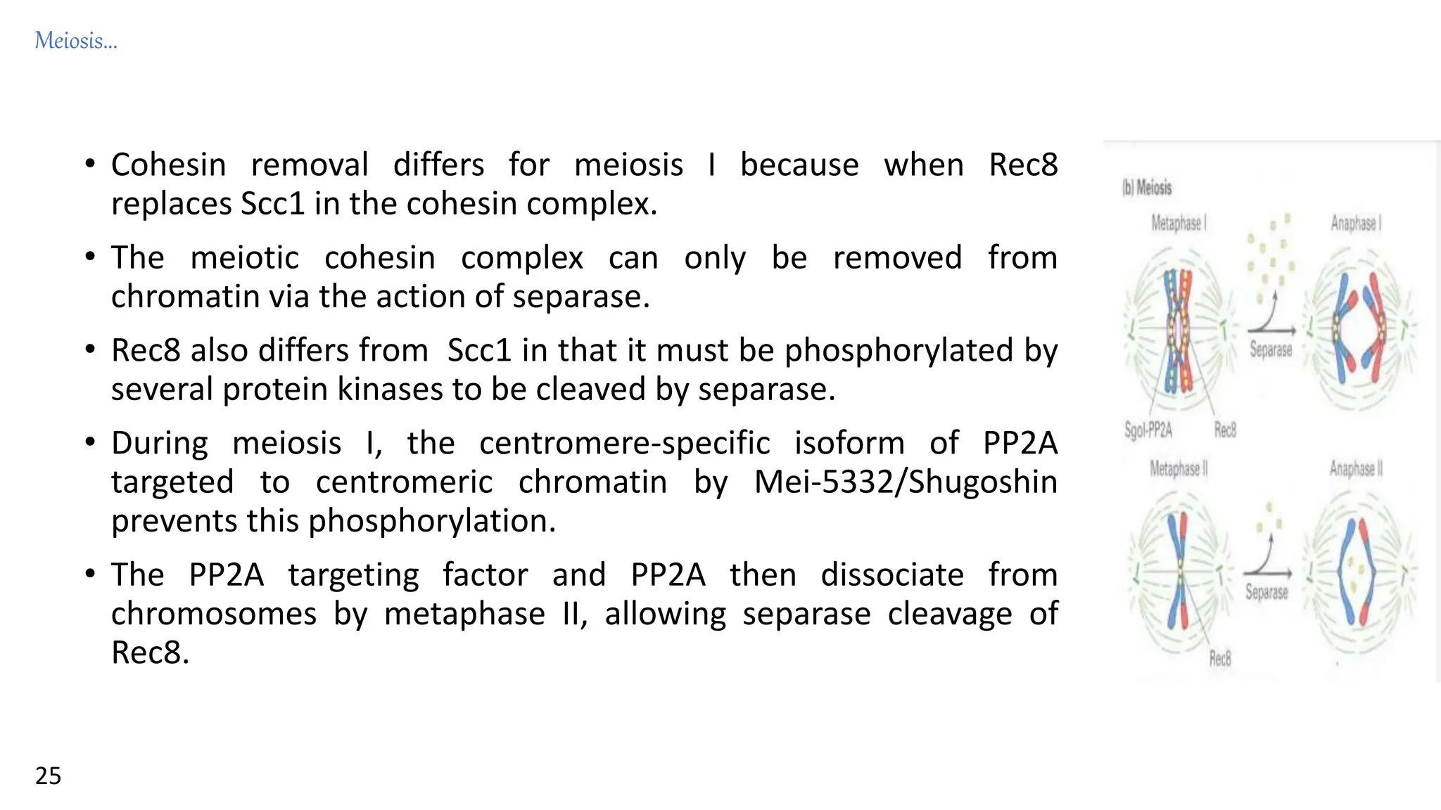 Meiosis : introduction and phases of meiosis. | PPTX