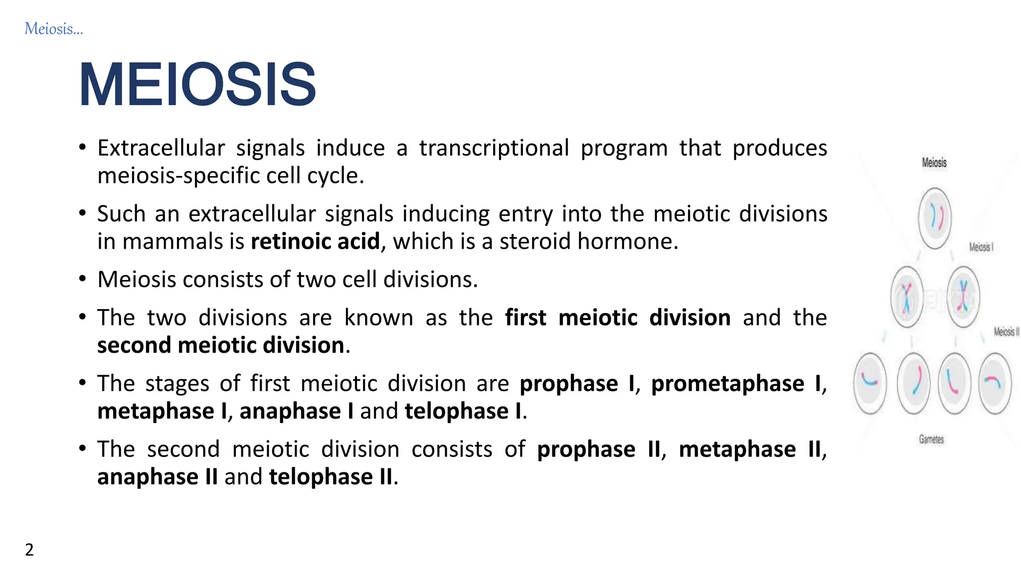Meiosis : introduction and phases of meiosis. | PPT