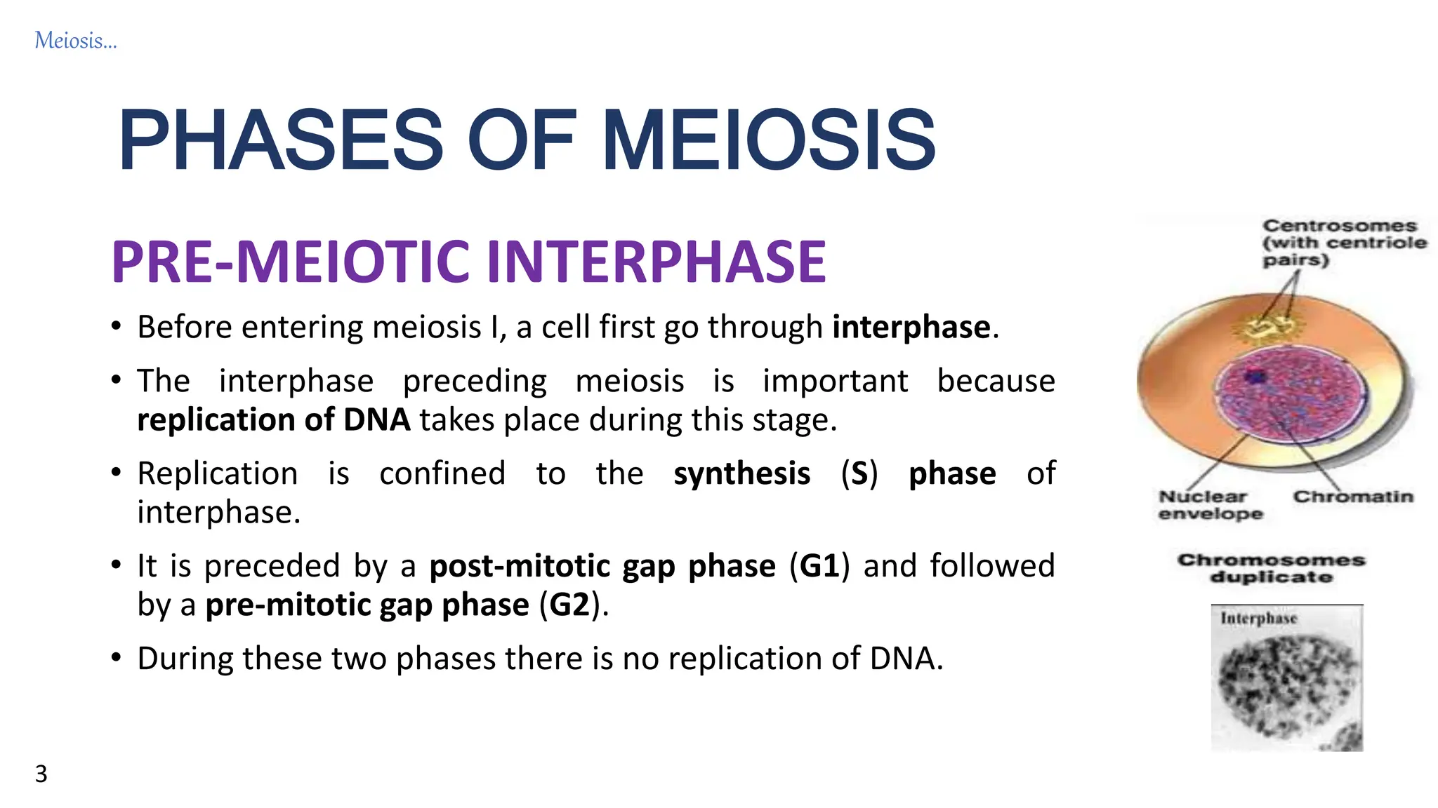 Meiosis : introduction and phases of meiosis. | PPT
