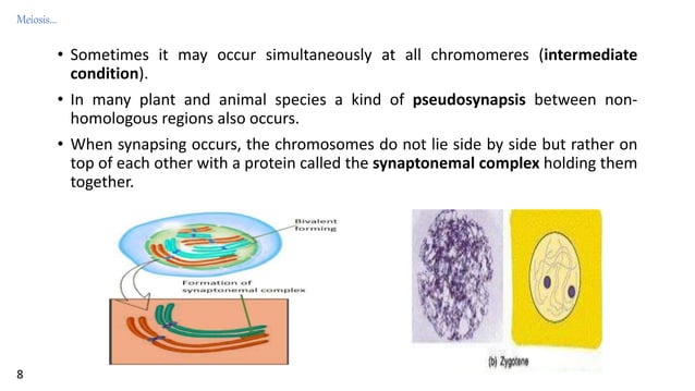 Meiosis : introduction and phases of meiosis. | PPT