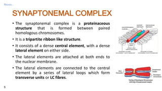 Meiosis : introduction and phases of meiosis. | PPT