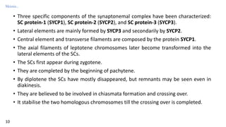 Meiosis : introduction and phases of meiosis. | PPT