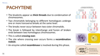 Meiosis : introduction and phases of meiosis. | PPT