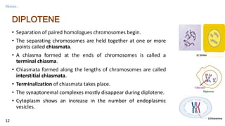 Meiosis : introduction and phases of meiosis. | PPT