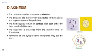 Meiosis : introduction and phases of meiosis. | PPT