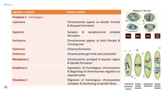 Meiosis : introduction and phases of meiosis. | PPTX