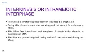 Meiosis : introduction and phases of meiosis. | PPT