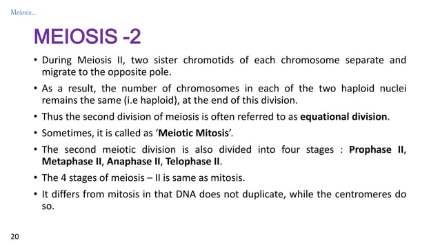 Meiosis : introduction and phases of meiosis. | PPT