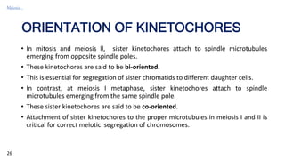 Meiosis : introduction and phases of meiosis. | PPTX