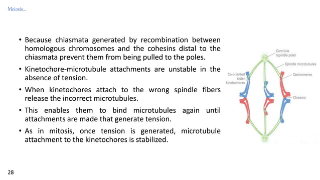 Meiosis : introduction and phases of meiosis. | PPT