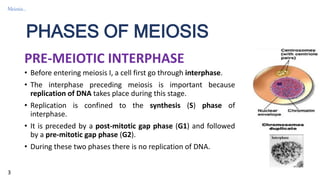 Meiosis : introduction and phases of meiosis. | PPT