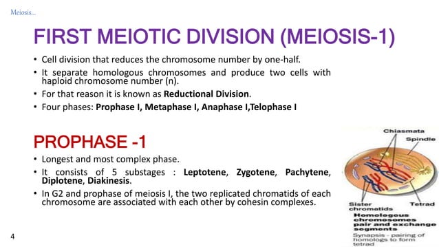 Meiosis : introduction and phases of meiosis. | PPT