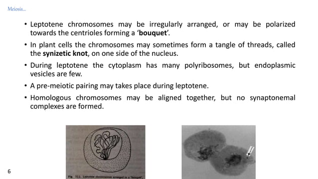 Meiosis : introduction and phases of meiosis. | PPT