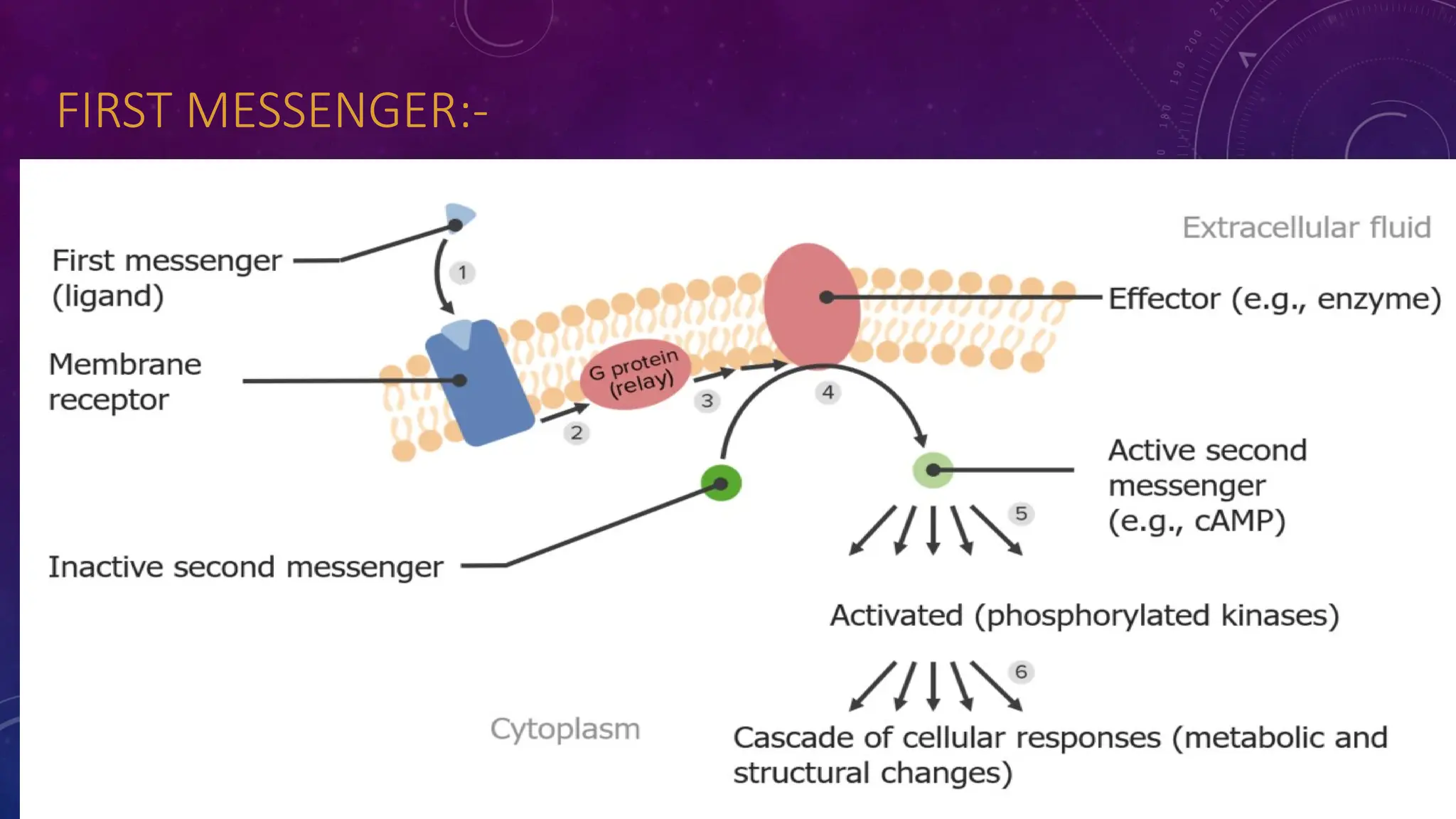 cell biology secondary messenger ppt.pptx